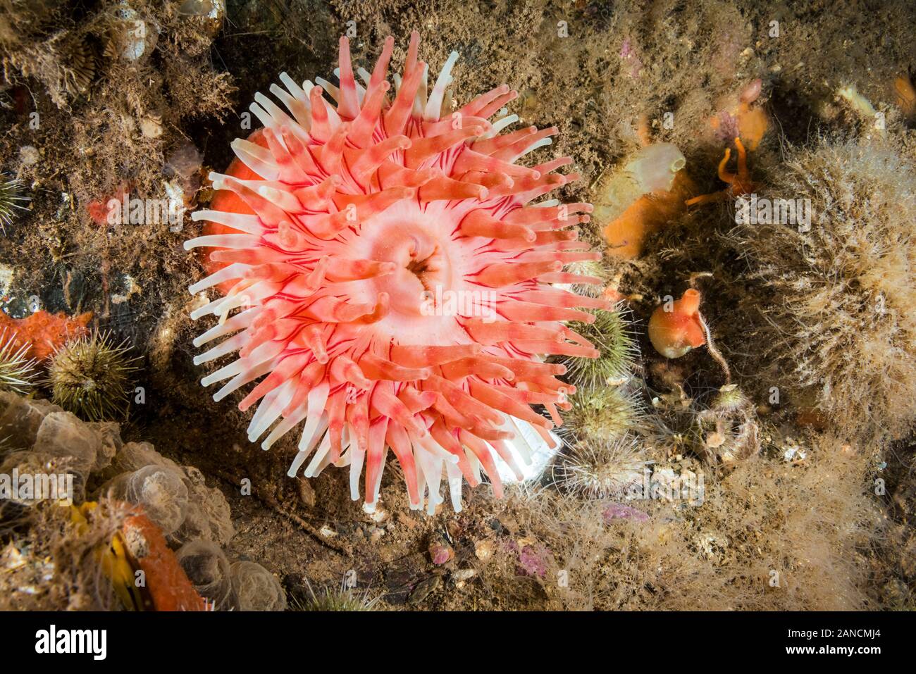 Northern Red Anemone, (Urticina felina), Deer Island, New Brunswick ...