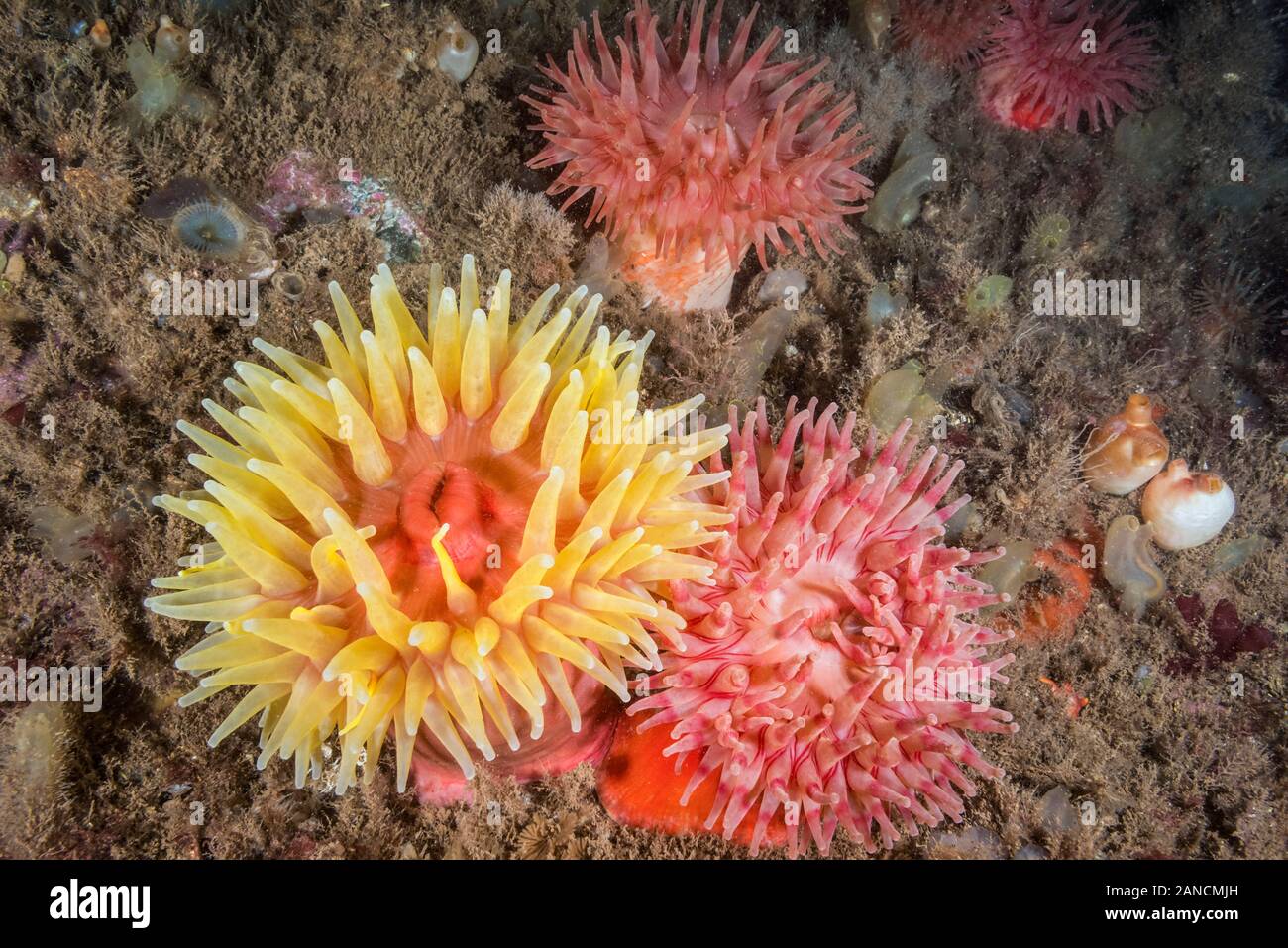Northern Red Anemones, (Urticina felina), Deer Island, New Brunswick ...