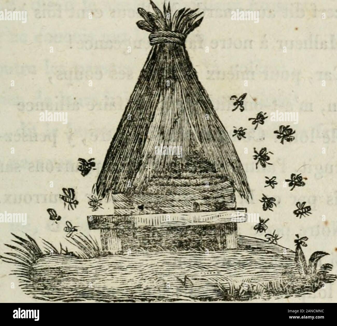 Essaim sauvage hi-res stock photography and images - Alamy