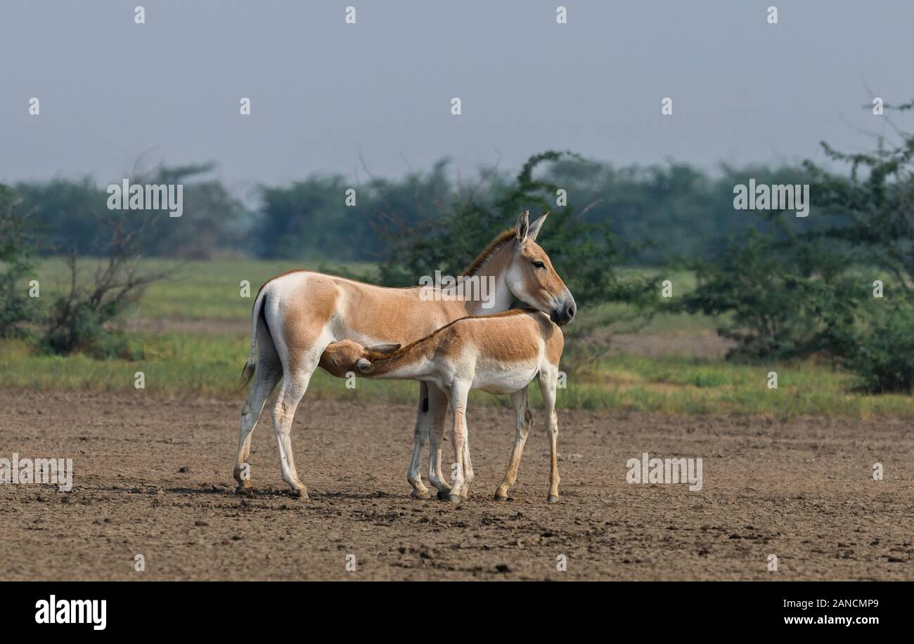 An Indian Onager foal or Indian Wild Ass, Asiatic Wild Ass walking in ...