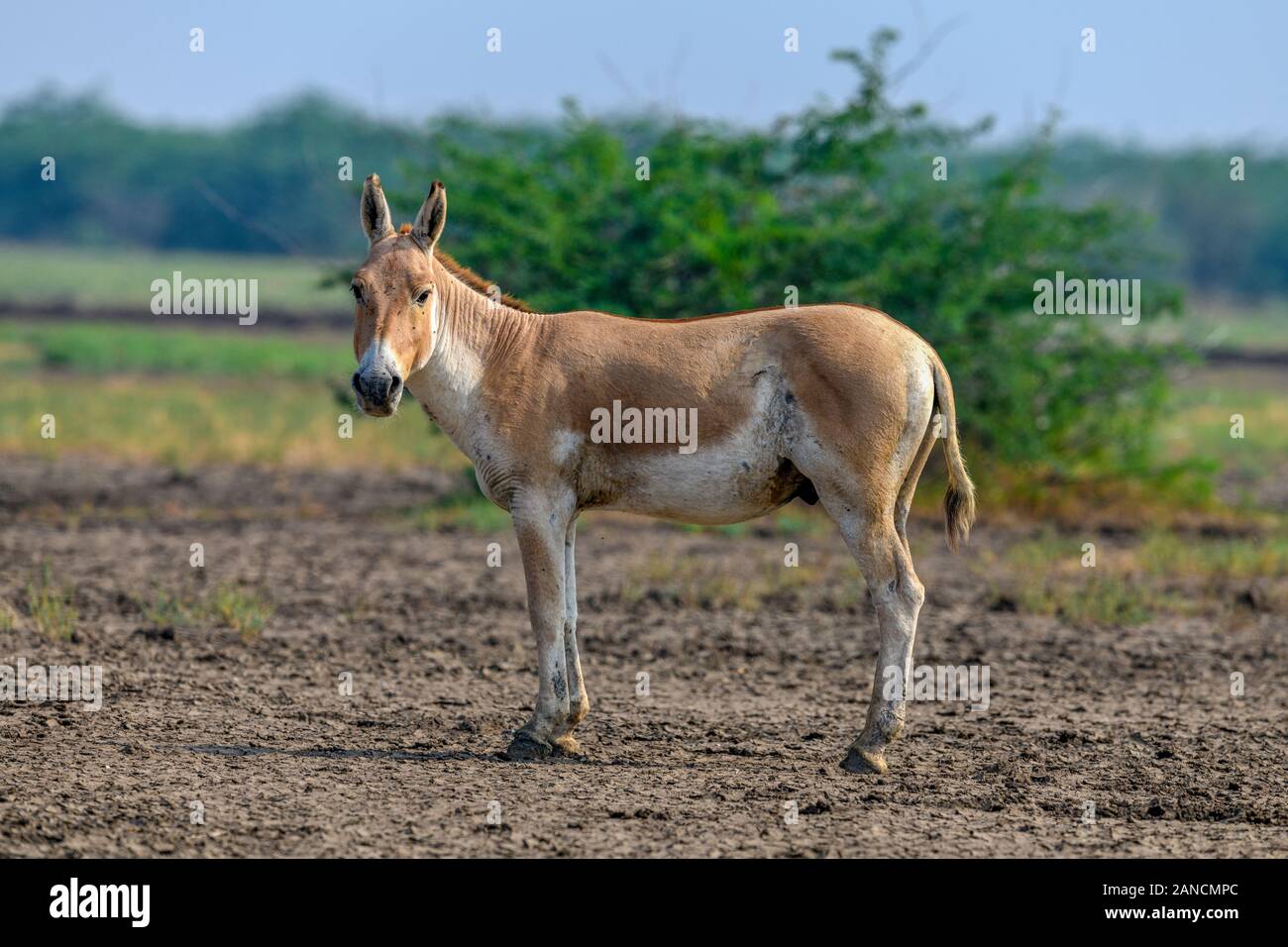 An Indian Onager foal or Indian Wild Ass, Asiatic Wild Ass walking in ...
