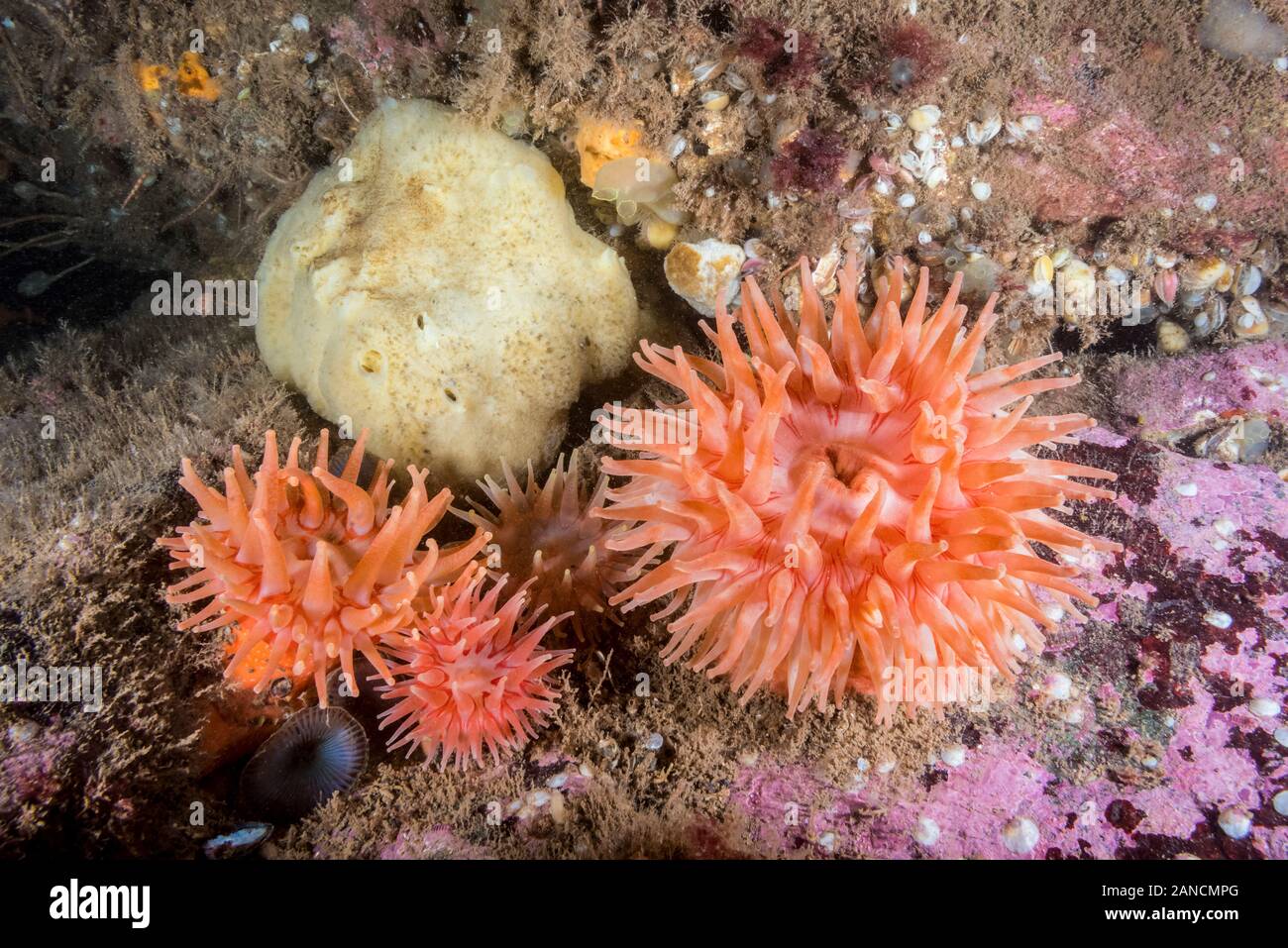 Northern Red Anemones, (Urticina felina), near yellow Crumb of bread ...