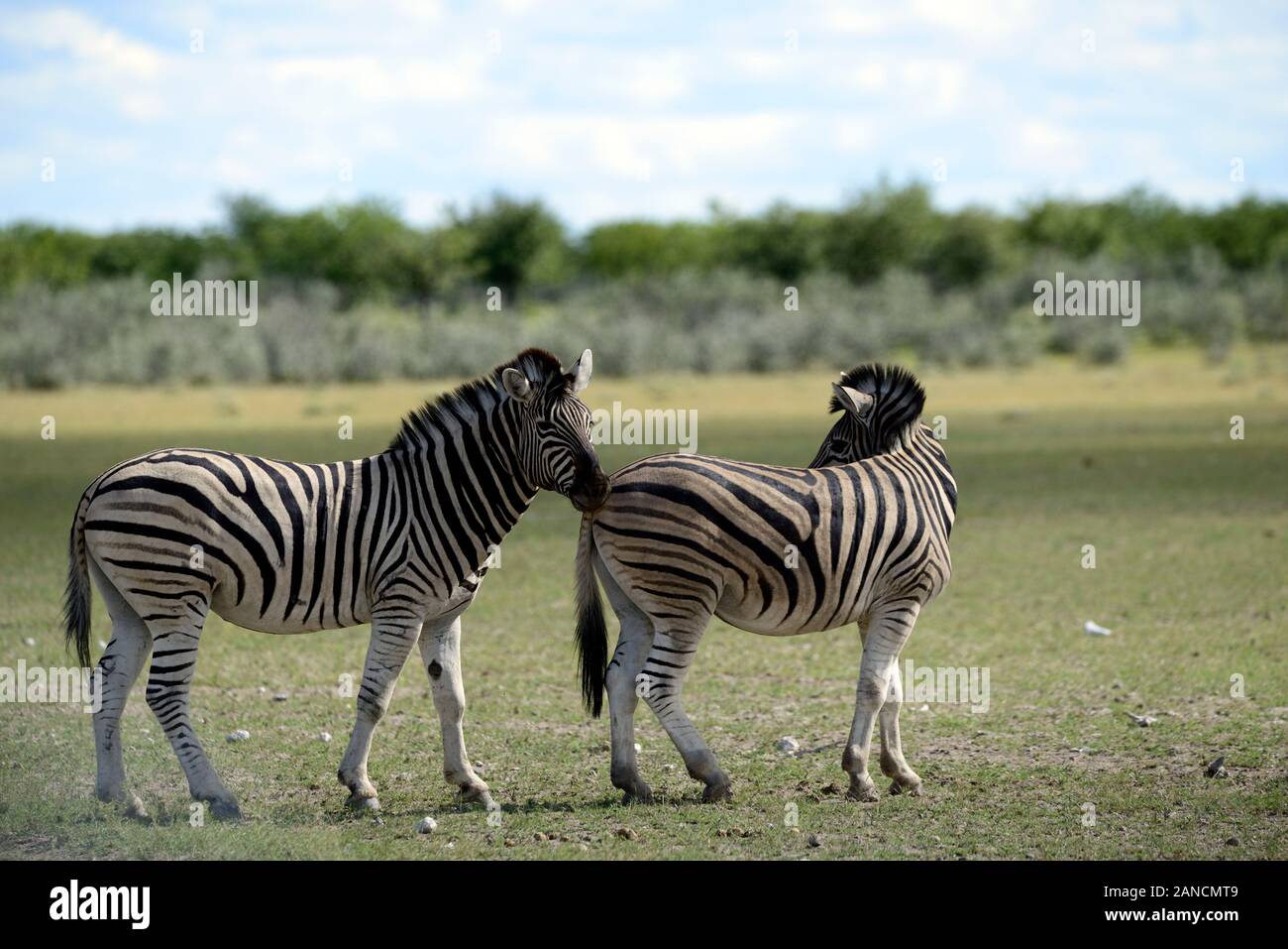 Hartmanns zebra hi-res stock photography and images - Alamy