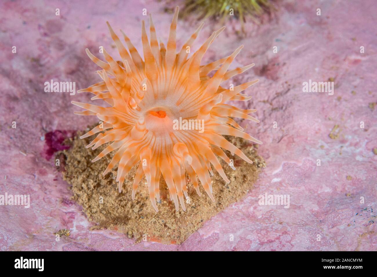 Maine fauna hi-res stock photography and images - Alamy
