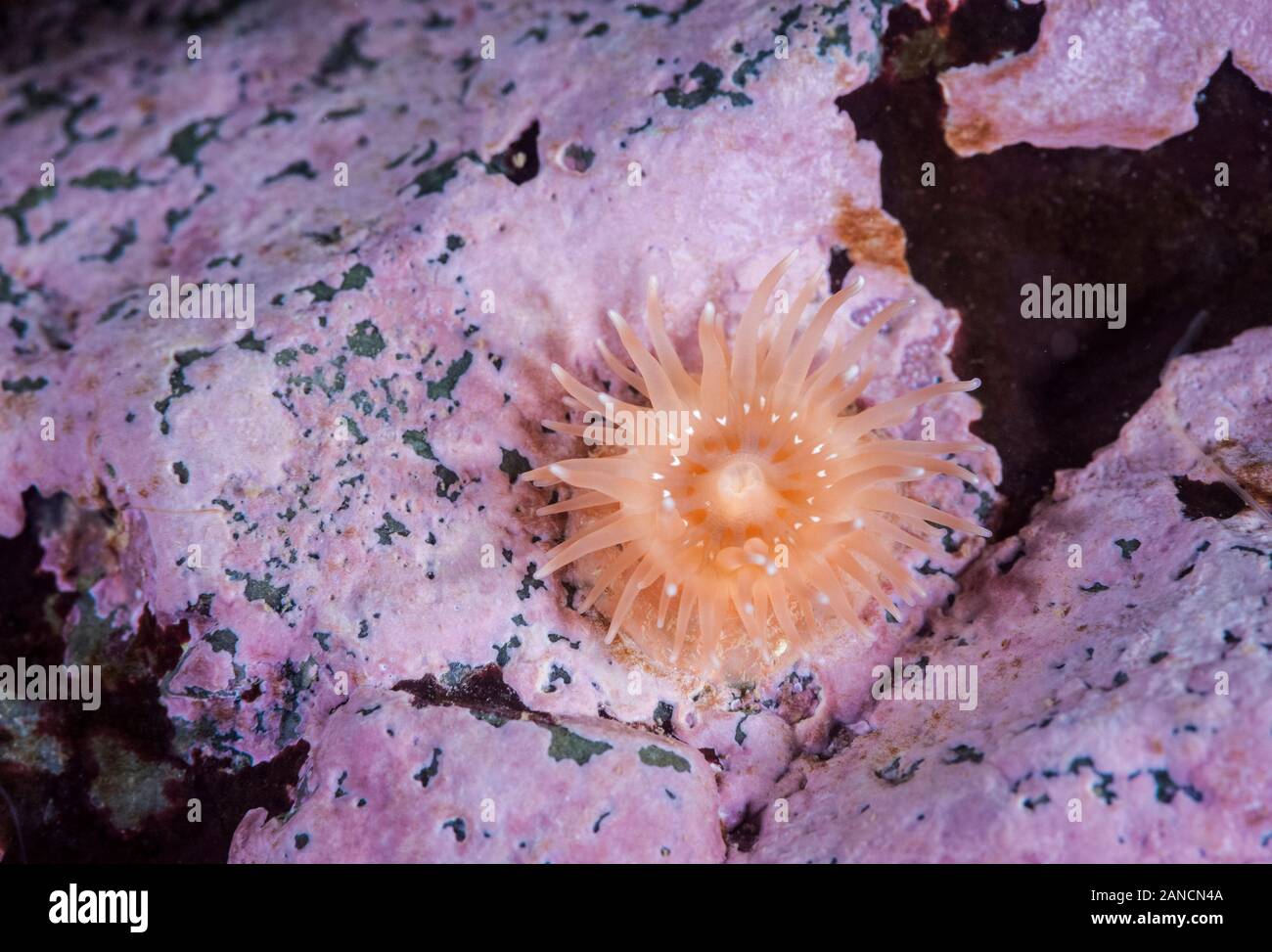 Swimming anemone, Stomphia coccinea, Also known as Red Stomphia ...