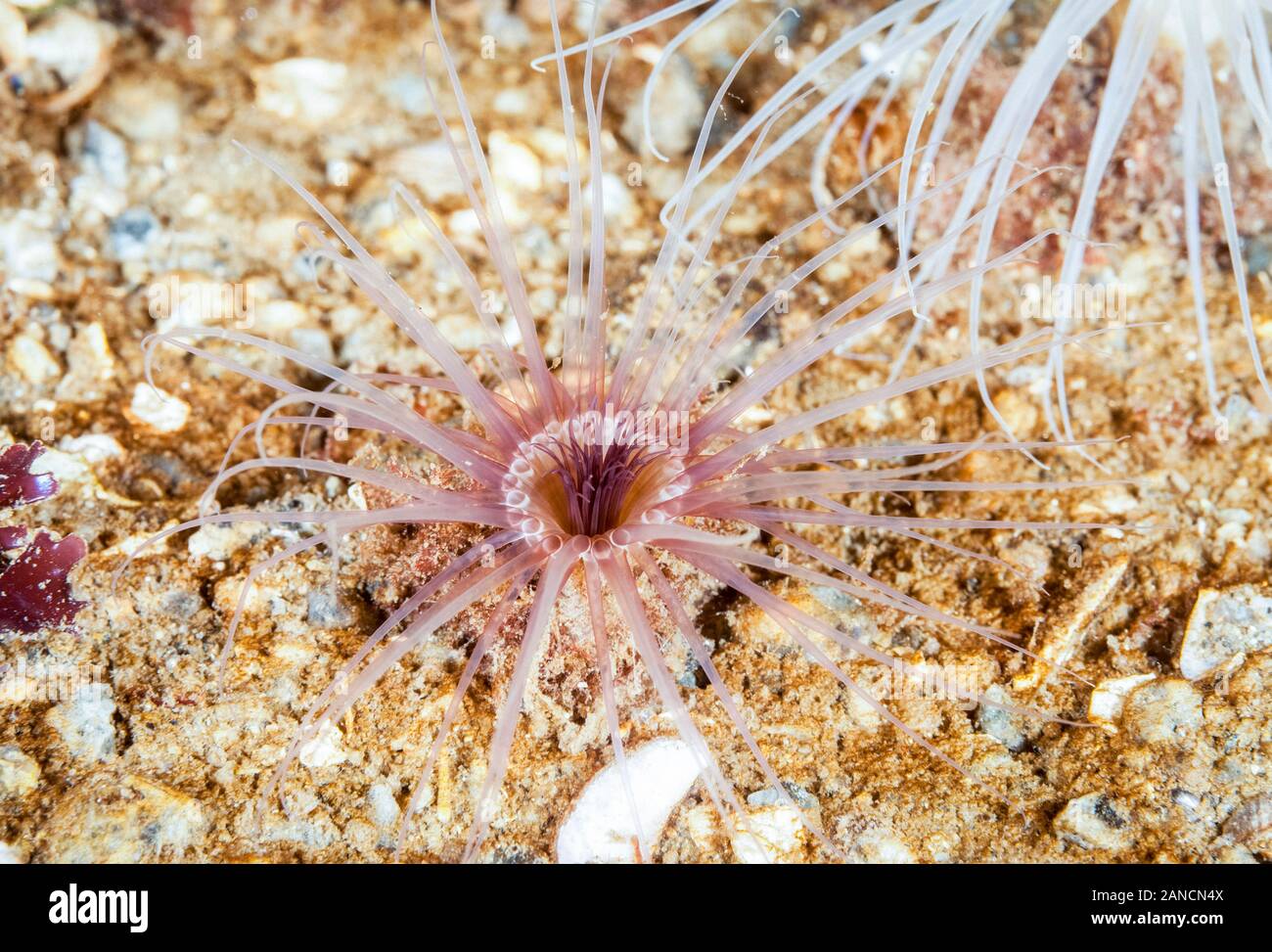Northern Cerianthid, Cerianthus borealis, Gulf of Maine , often called ...