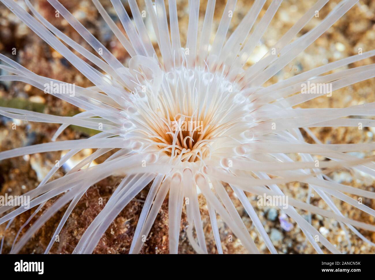 Northern Cerianthid, Cerianthus borealis, Gulf of Maine , often called ...