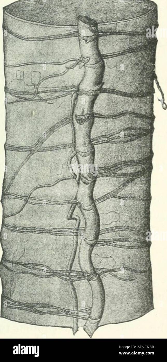 Anchoring roots hi-res stock photography and images - Alamy