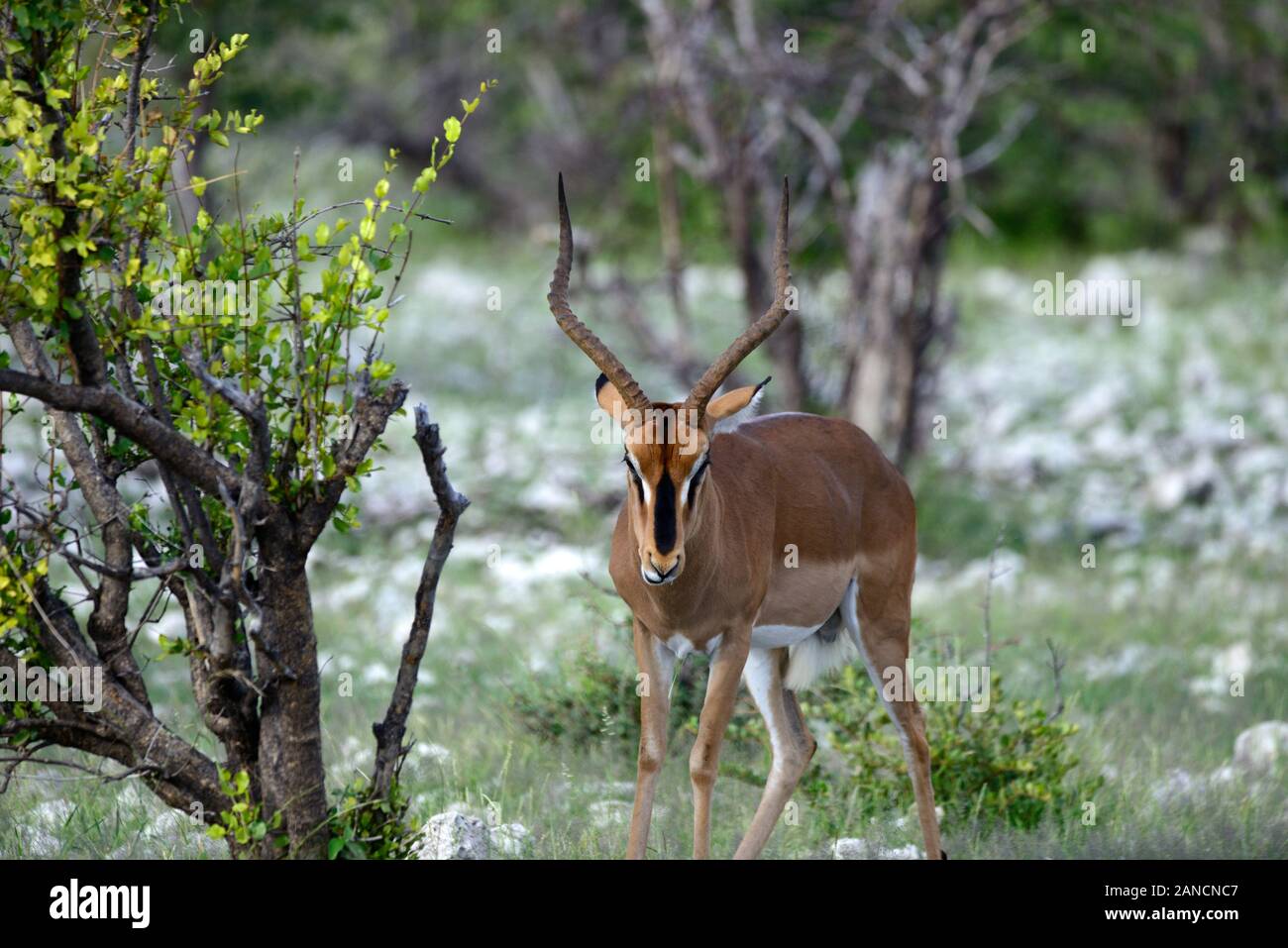 black faced impala,summer,etosha national park,Namibia,RM Africa Stock ...