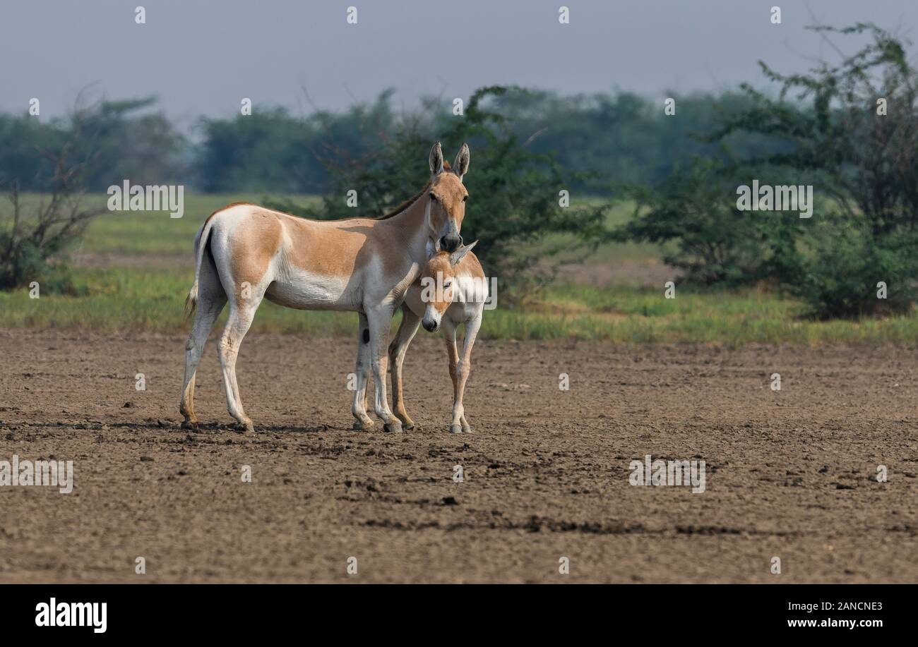 An Indian Onager foal or Indian Wild Ass, Asiatic Wild Ass walking in ...