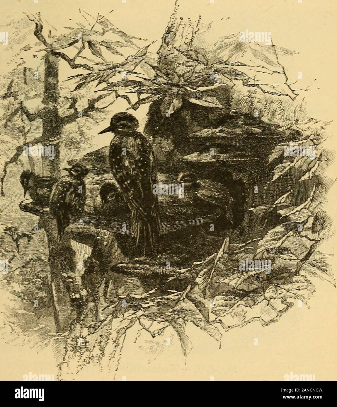 Sticky bird hunting hi-res stock photography and images - Alamy