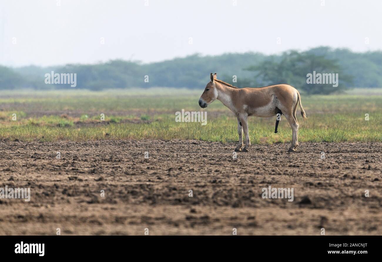An Indian Onager foal or Indian Wild Ass, Asiatic Wild Ass walking in ...