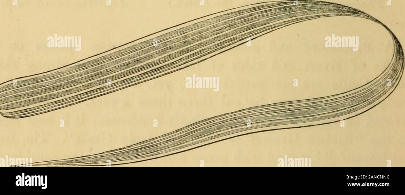 Rib grasses hi-res stock photography and images - Alamy