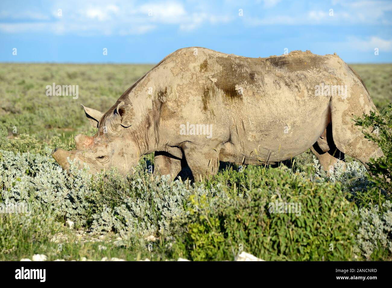 dehorned Black Rhino feeding,Diceros bicornis,de-horn,de-horned,protect ...
