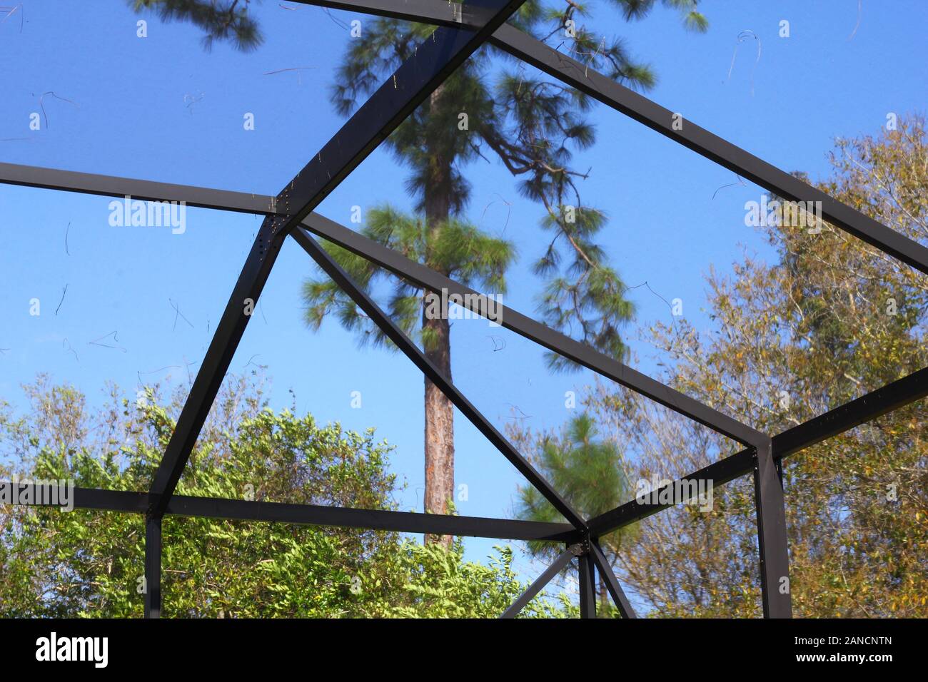 Tree Needle and Leaves Protection Canopy Stock Photo - Alamy