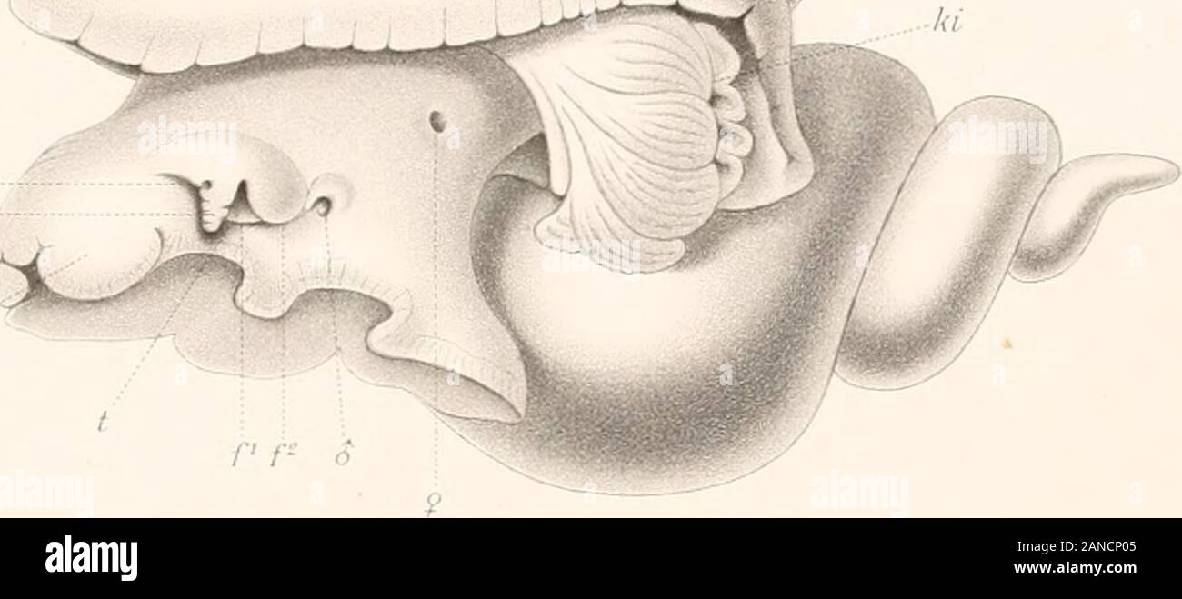 Magen anatomie hi-res stock photography and images - Alamy