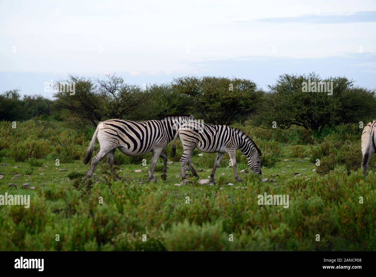 Hartmann’s zebra,Equus zebra hartmannae,summer,etosha national park ...