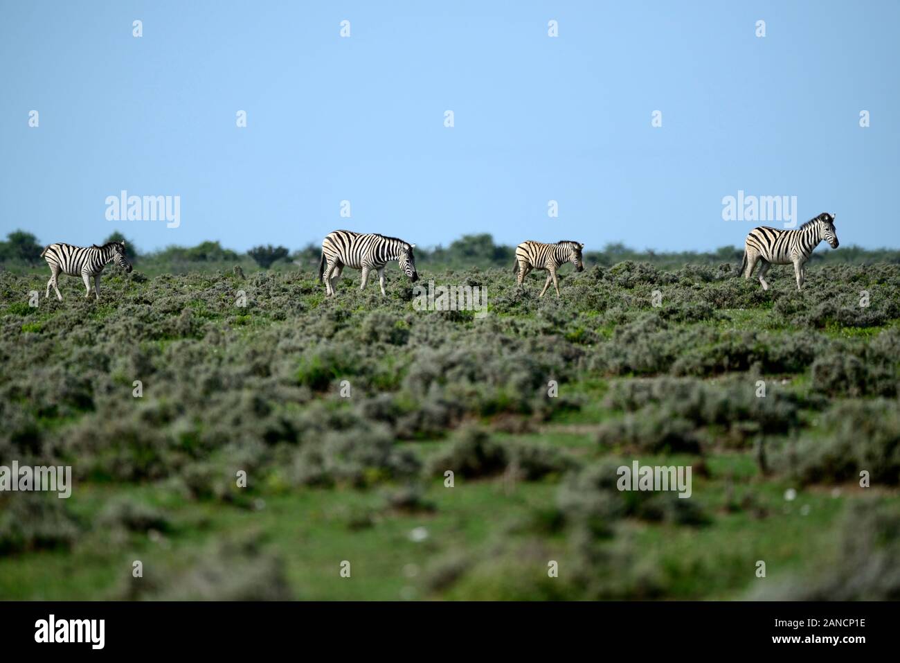 Hartmanns Zebra High Resolution Stock Photography and Images - Alamy