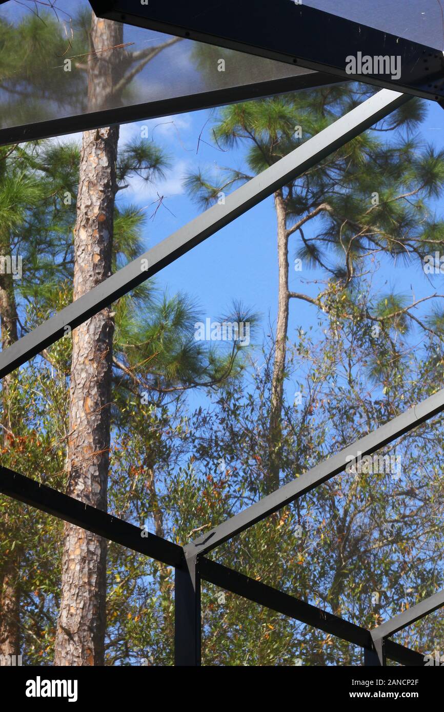 Tree Needle and Leaves Protection Canopy Stock Photo - Alamy