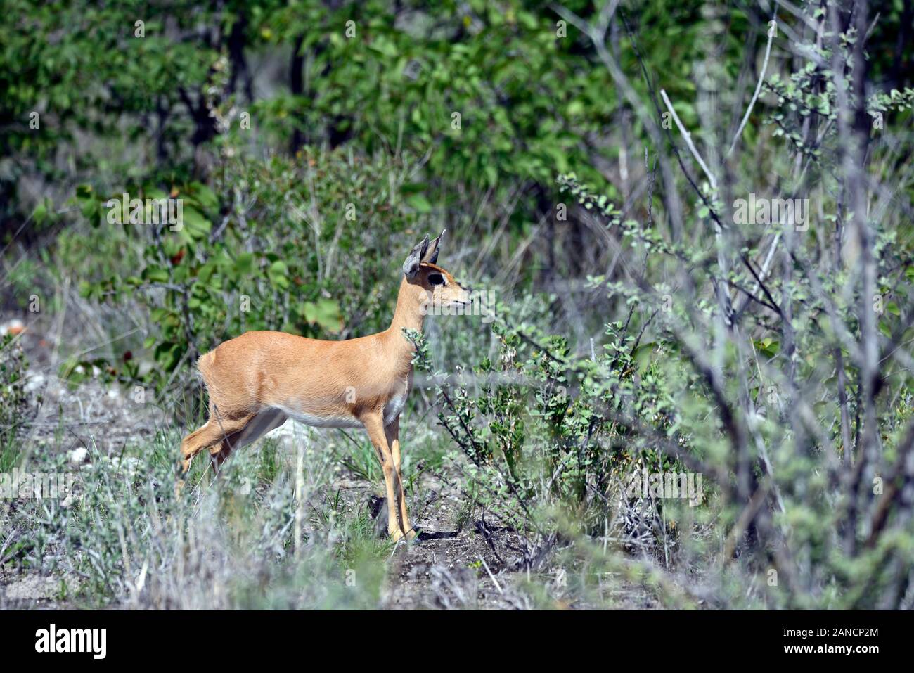 female black faced impala,summer,etosha national park,Namibia,RM Africa ...