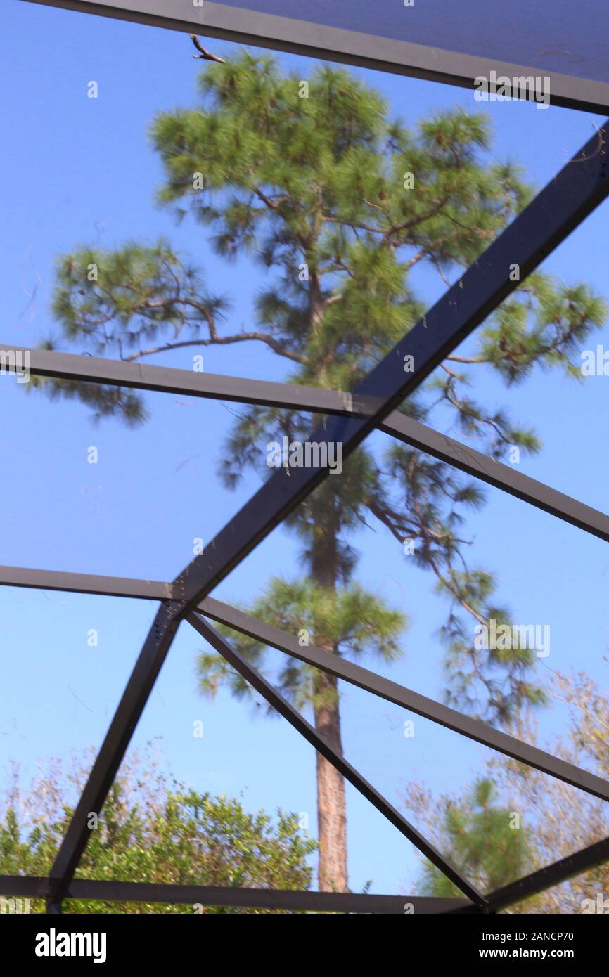 Tree Needle and Leaves Protection Canopy Stock Photo - Alamy