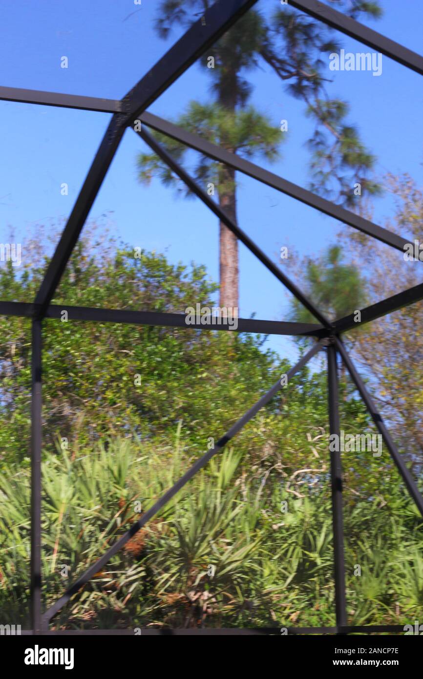 Tree Needle and Leaves Protection Canopy Stock Photo - Alamy