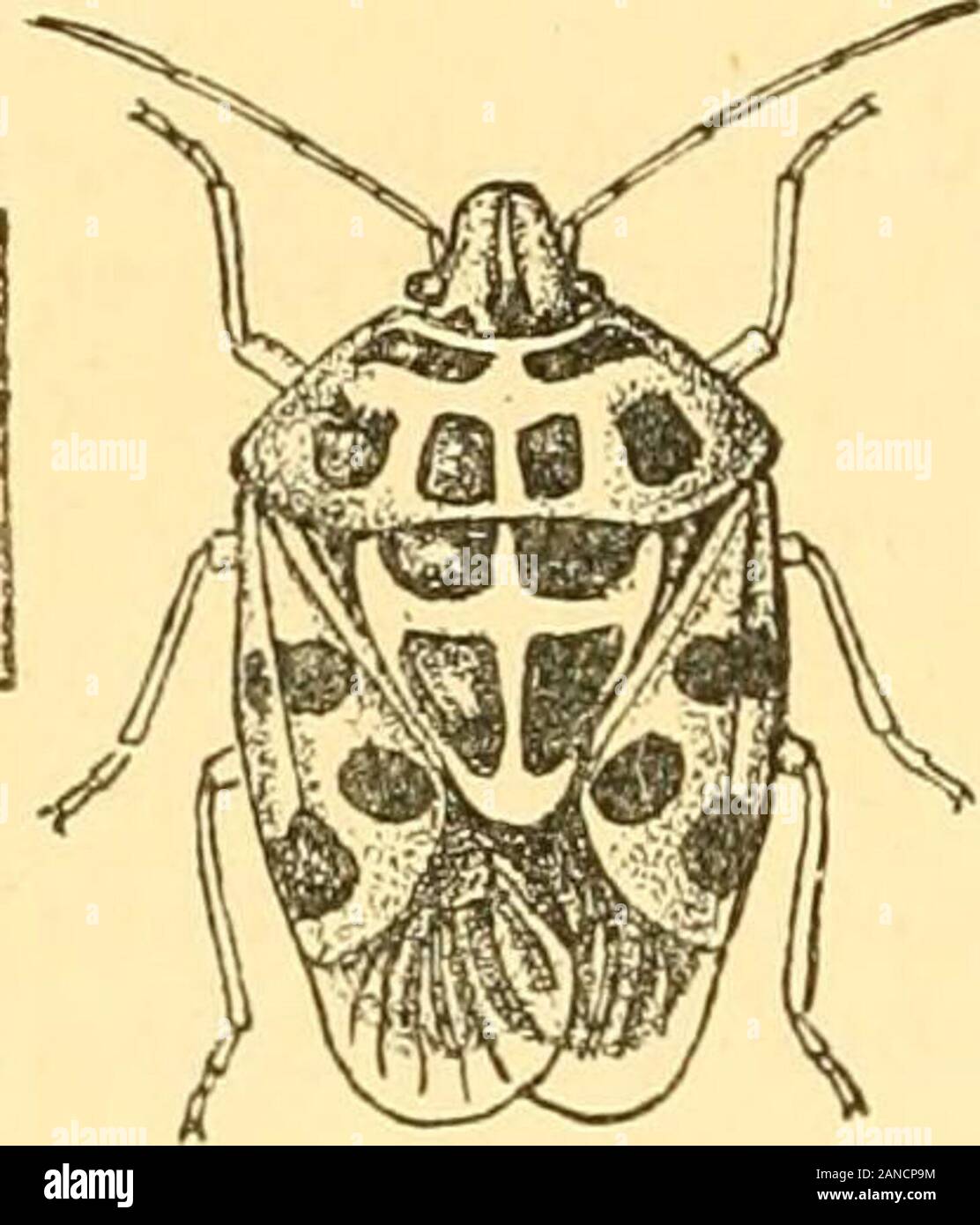 Antestia hi-res stock photography and images - Alamy