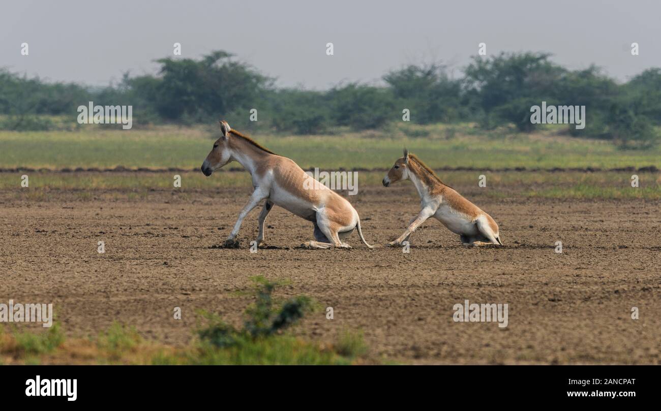 An Indian Onager foal or Indian Wild Ass, Asiatic Wild Ass walking in ...