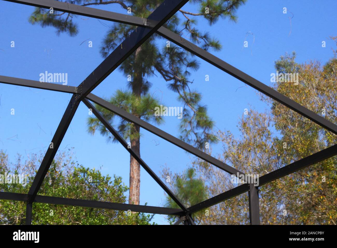 Tree Needle and Leaves Protection Canopy Stock Photo - Alamy