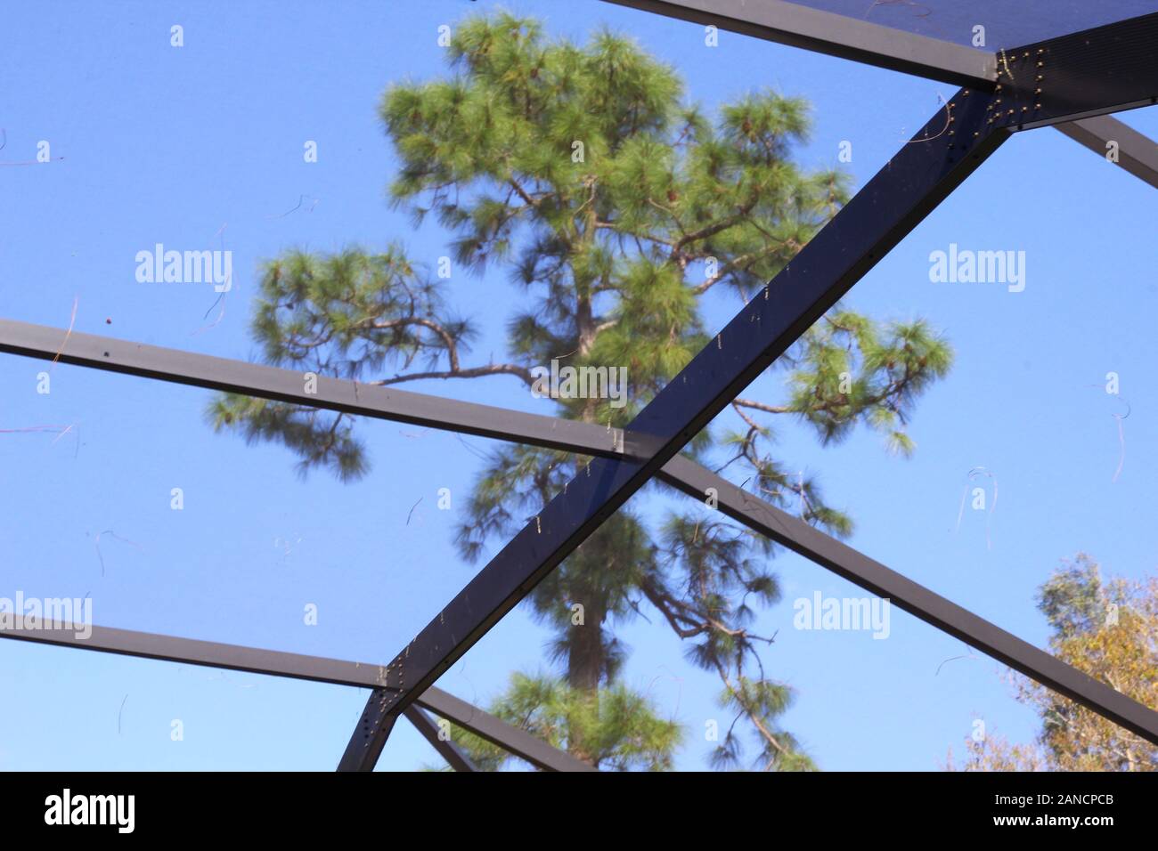 Tree Needle and Leaves Protection Canopy Stock Photo - Alamy