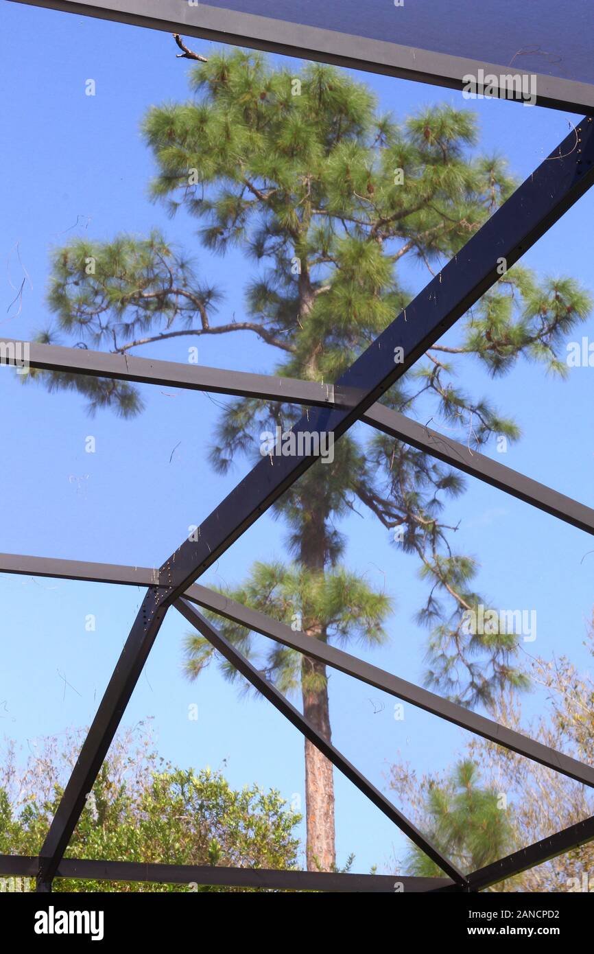 Tree Needle and Leaves Protection Canopy Stock Photo - Alamy