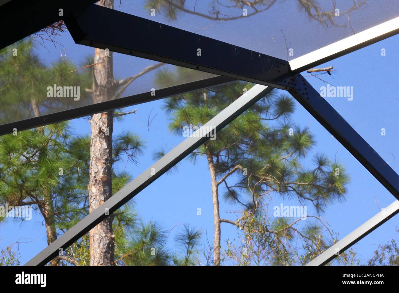 Tree Needle and Leaves Protection Canopy Stock Photo - Alamy