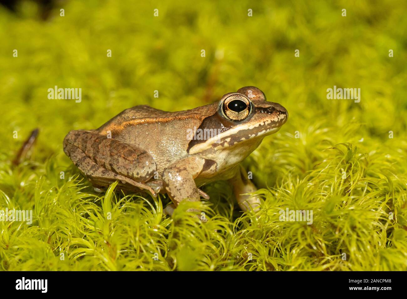 Wood frog on a bed of green moss - Rana sylvatica Stock Photo - Alamy