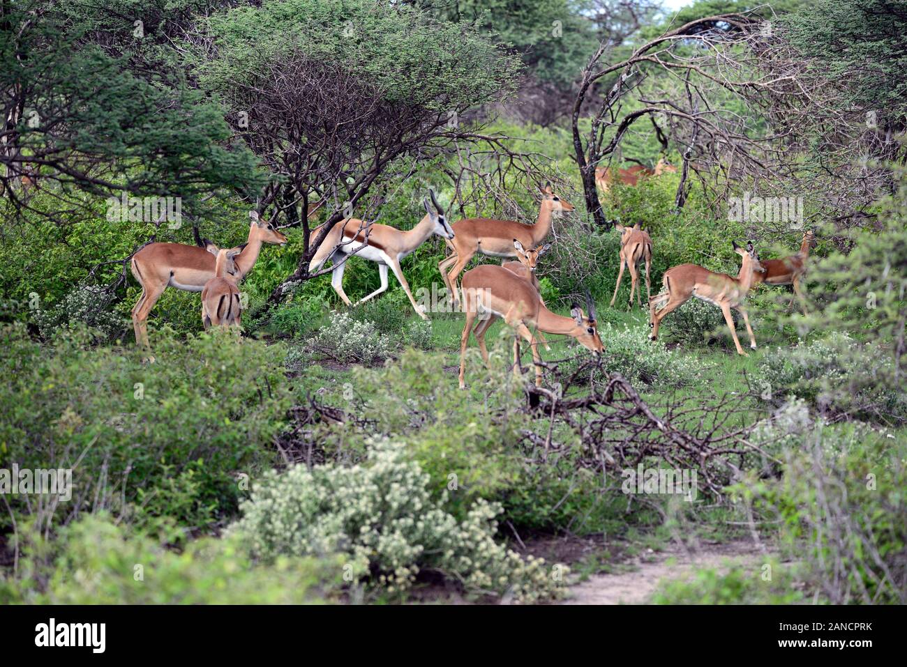 Rm afric hi-res stock photography and images - Alamy