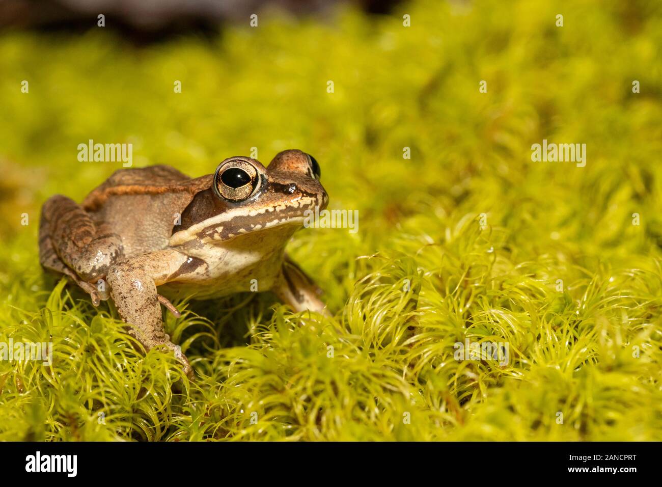 Wood frog on a bed of green moss - Rana sylvatica Stock Photo - Alamy
