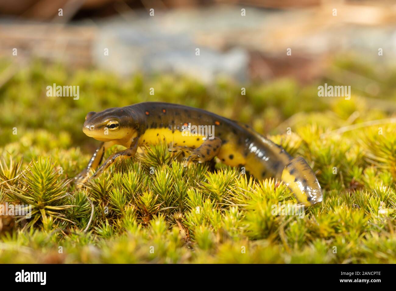 Aposematic coloring hi-res stock photography and images - Alamy