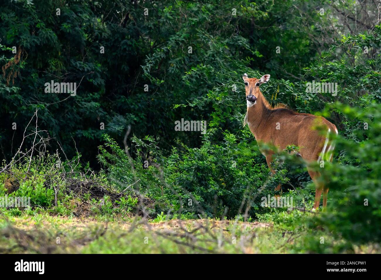 Nilgai or blue bull is the largest Asian antelope and is endemic to the ...