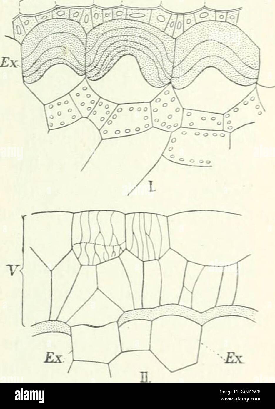 Exodermis hi-res stock photography and images - Alamy