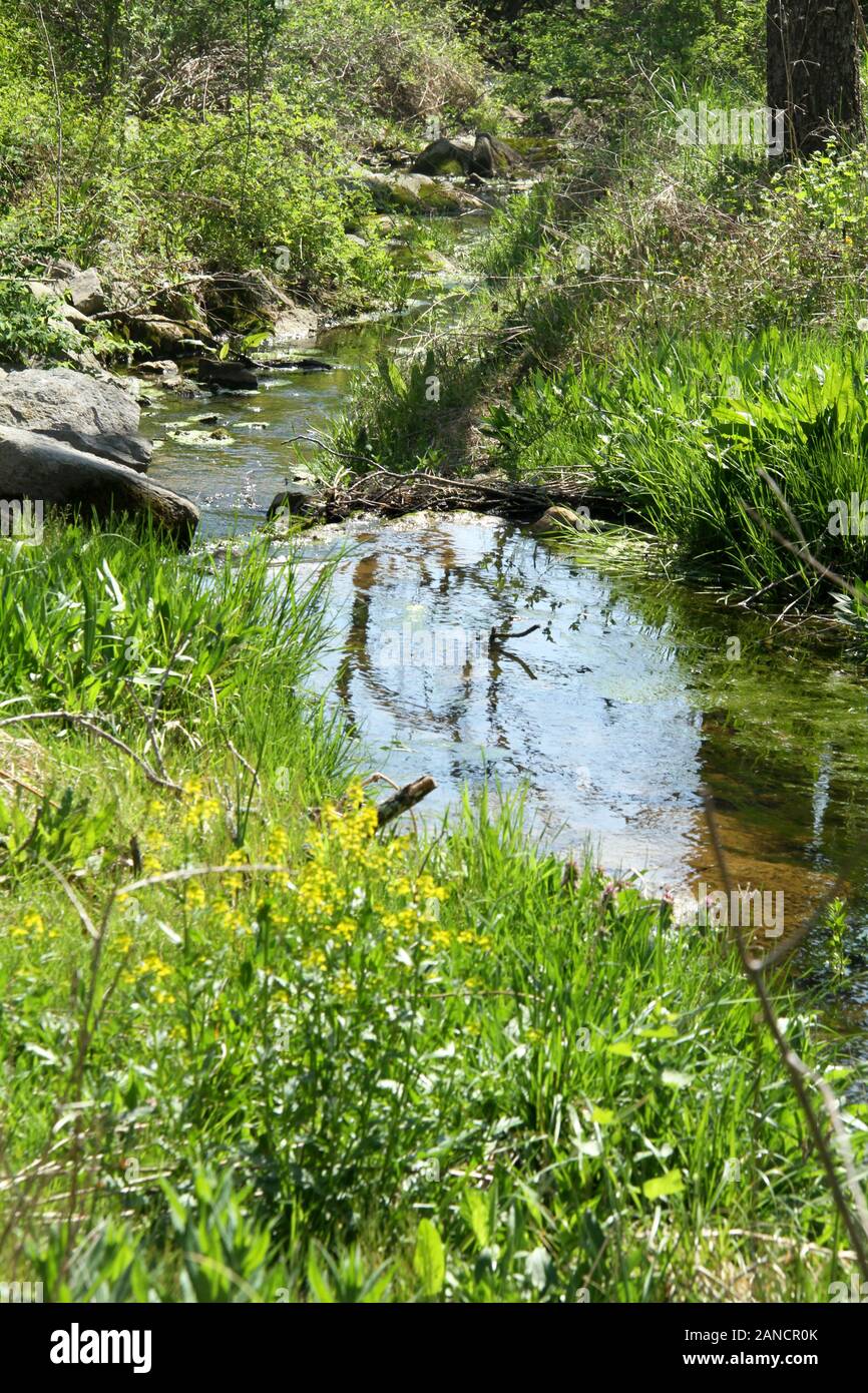 Spring plants growing along a stream Stock Photo - Alamy