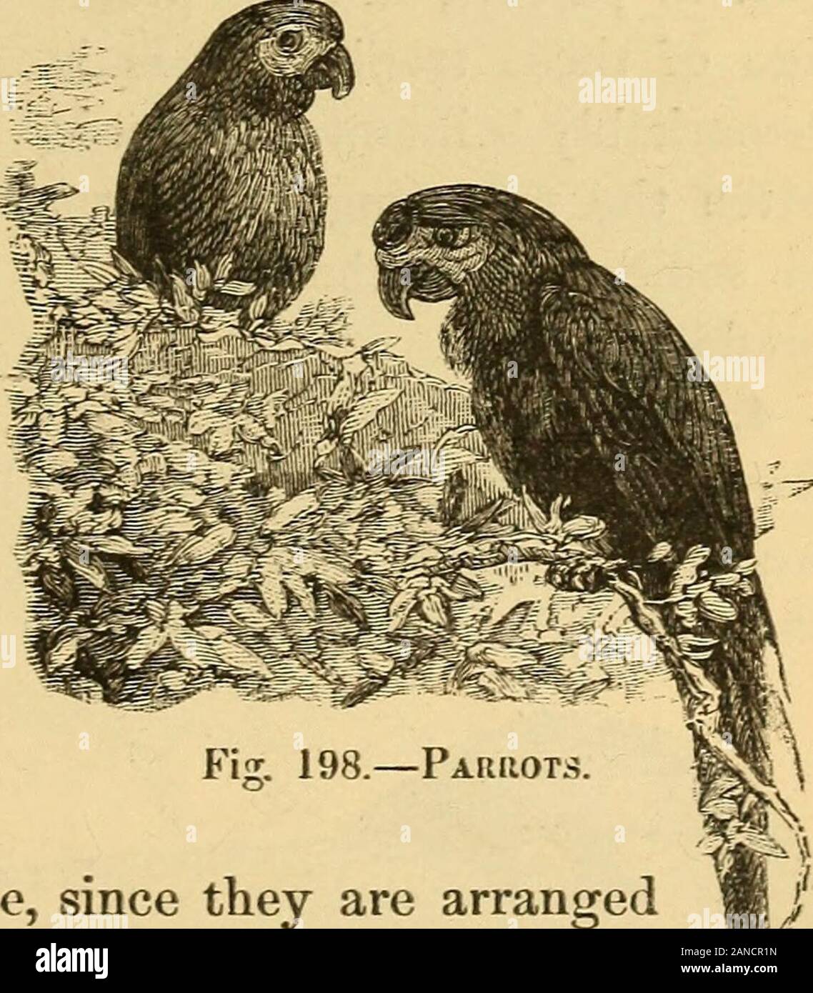 Animal life in the sea and on the land . Fig. 197.—Birds of a Feather ...