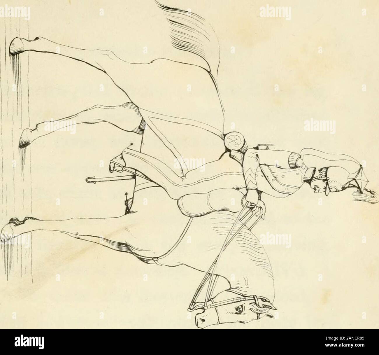 Snaffle rein hi-res stock photography and images - Alamy