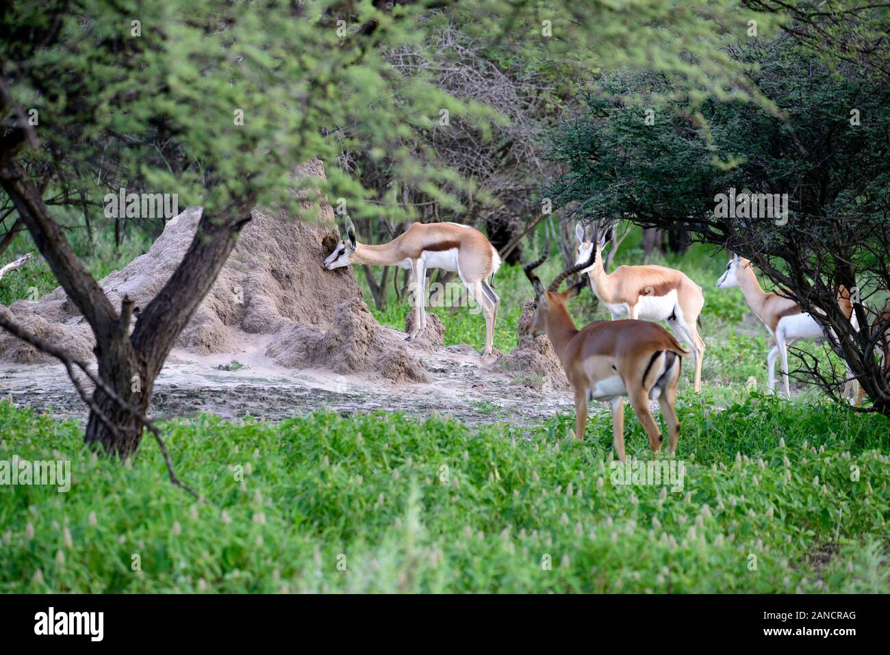 springbok,springboks,deer,deers,Antidorcas marsupialis,licking salt ...
