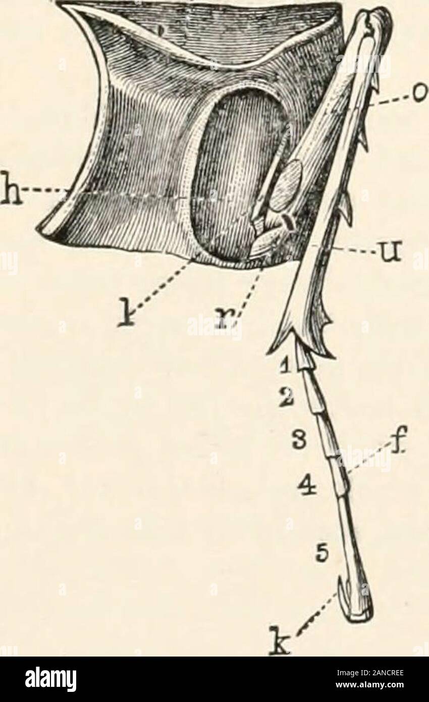 A text-book of entomology, including the anatomy, physiology ...