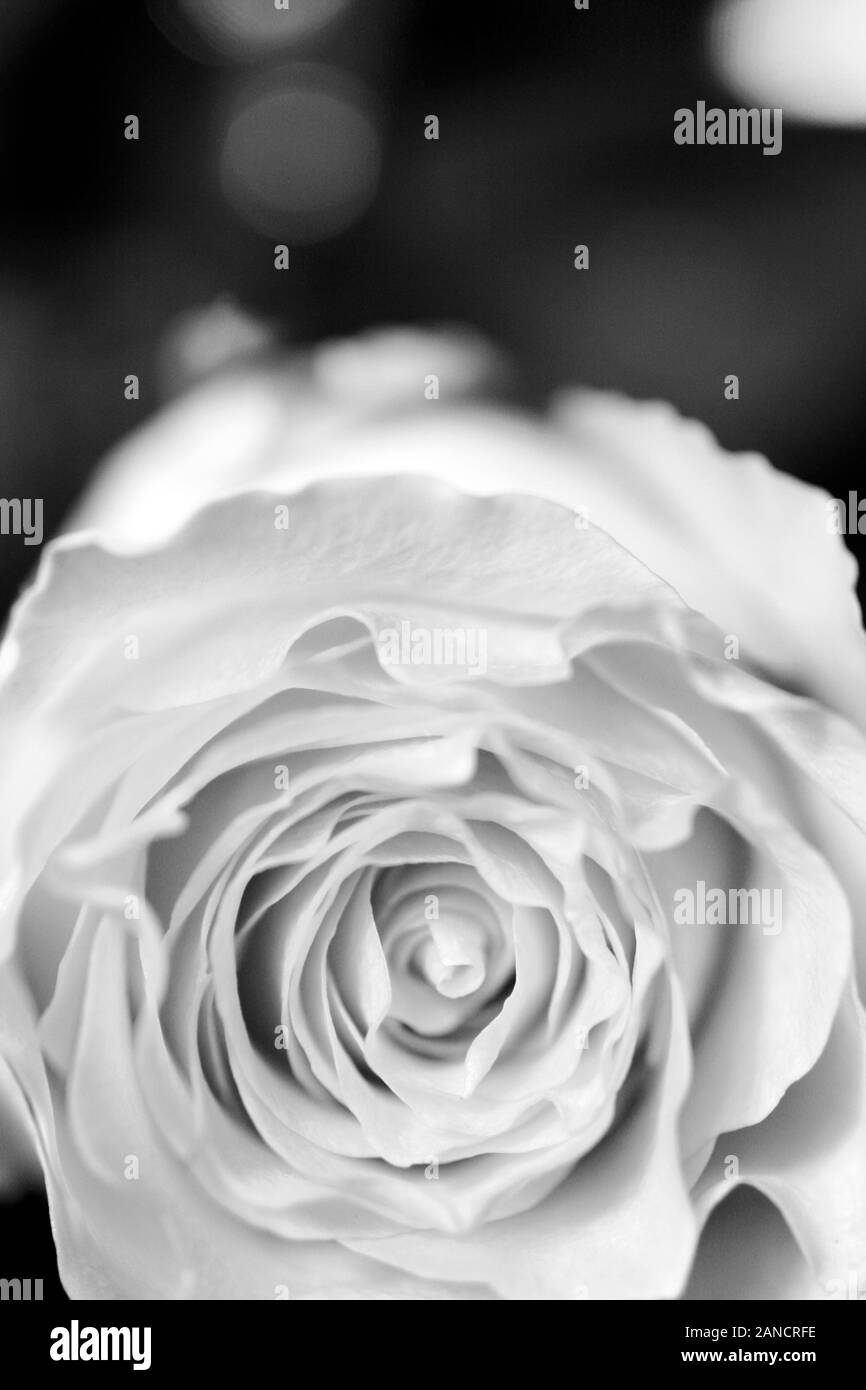 Photo background autumn retro Black and White Stock Photos & Images - Alamy