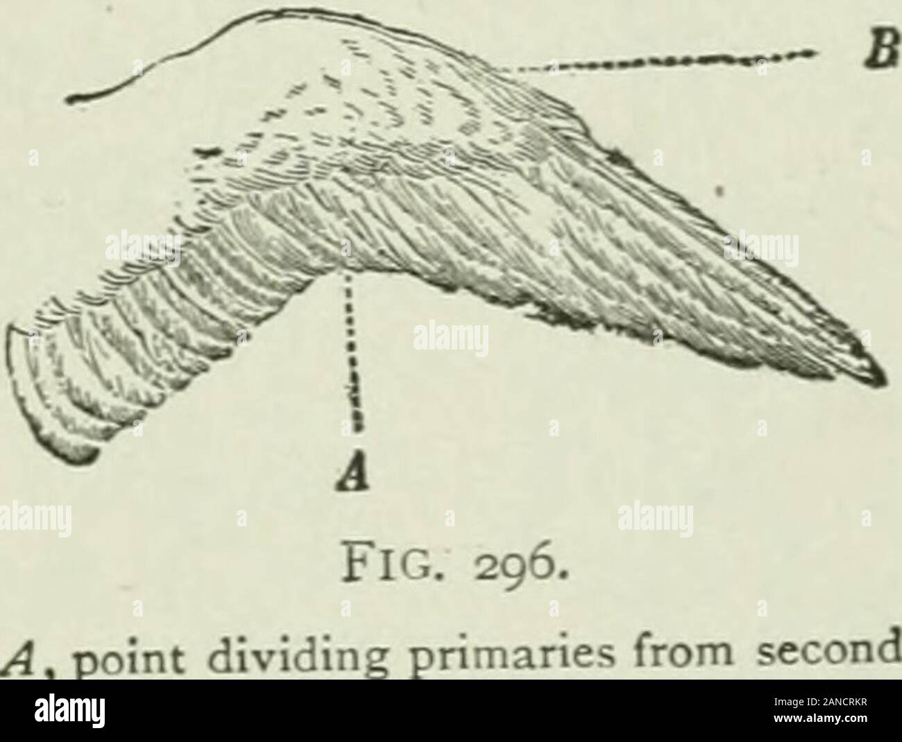 Beginners' zoology . Fig. 295. —Wing of Bird. /, false quills (on thumb ...