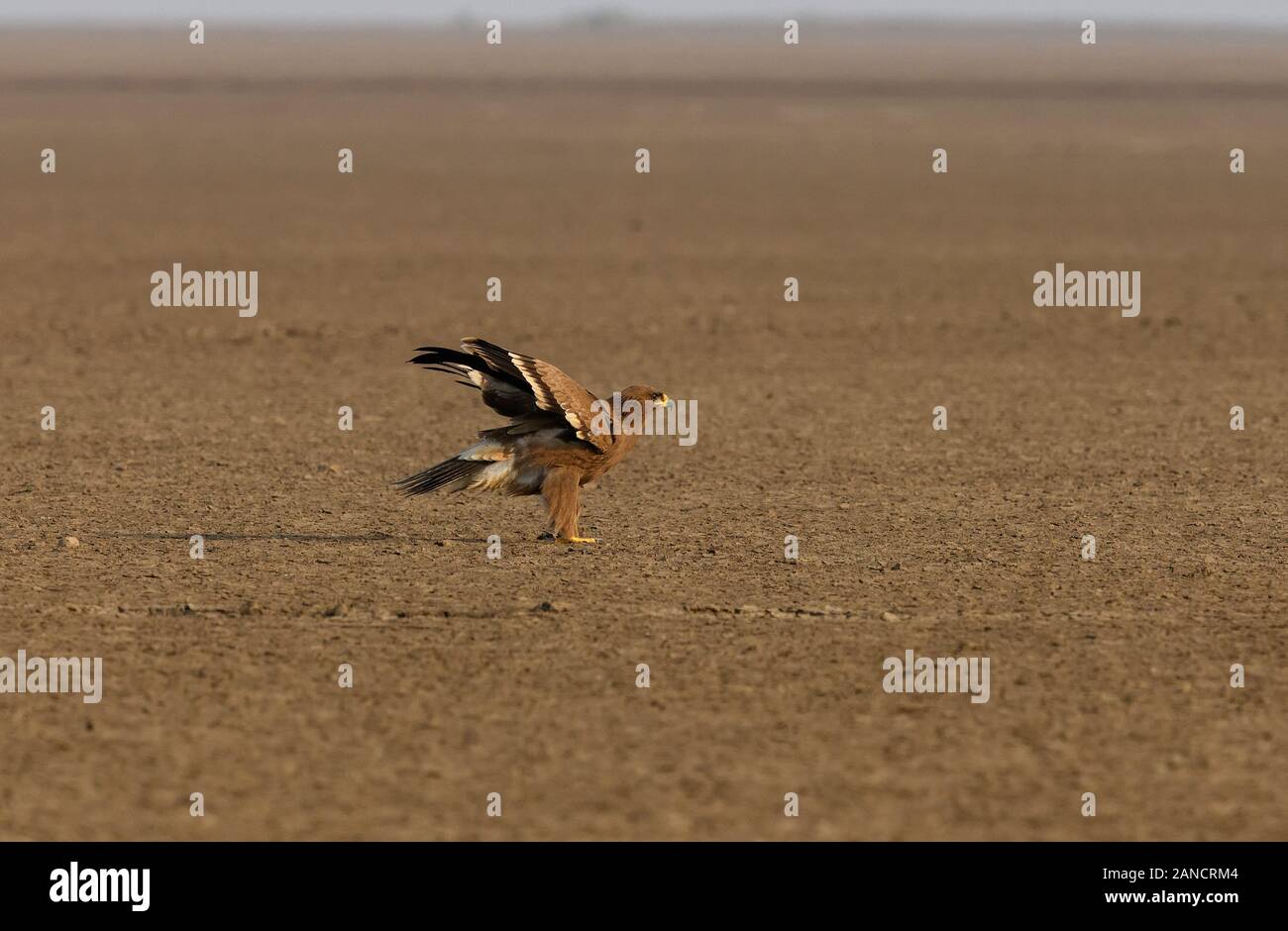 Steppe eagle in a typical ecosystem of habitat. The steppe eagle is a ...