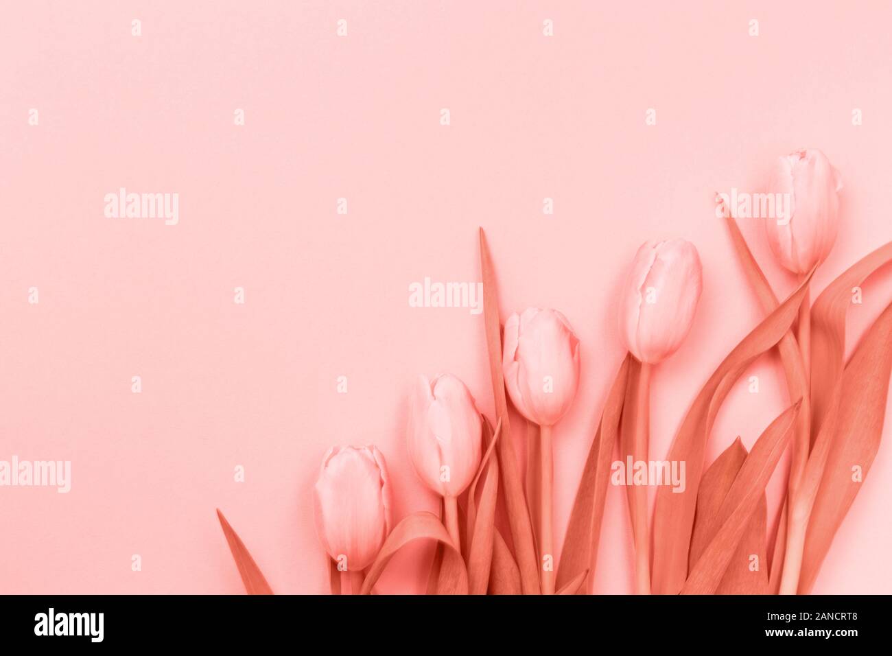 Pink tulips on the pink background. Flat lay, top view. Valentines ...
