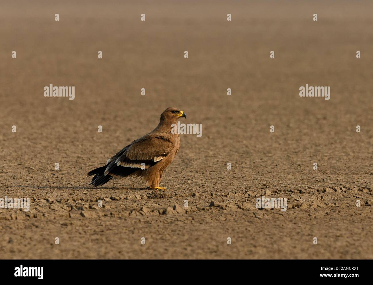 Steppe eagle in a typical ecosystem of habitat. The steppe eagle is a ...