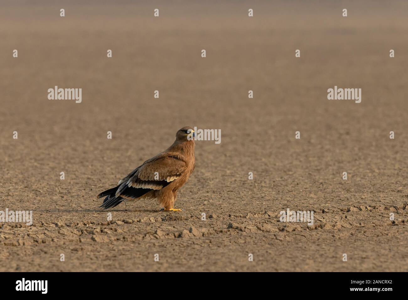 Steppe eagle in a typical ecosystem of habitat. The steppe eagle is a ...
