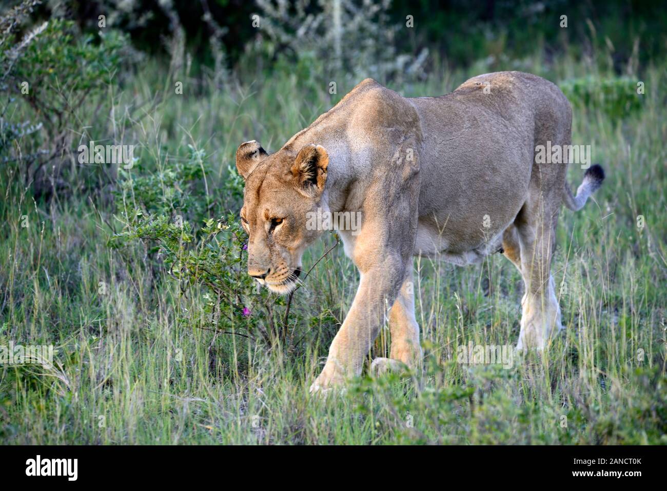 adult female lion walking,Panthera leo,grass,summer,Etosha National ...